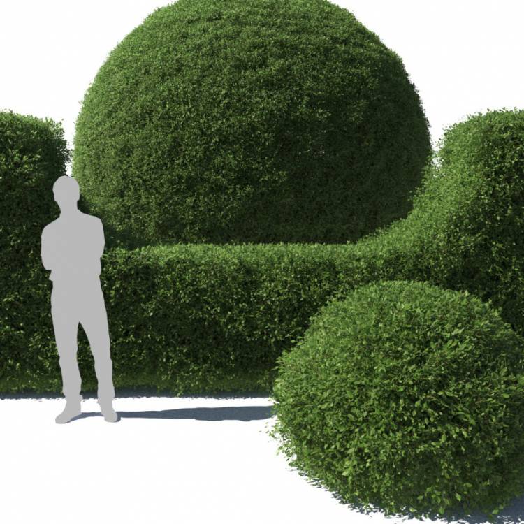 Box - Topiary - Forest Pack library for 3ds Max