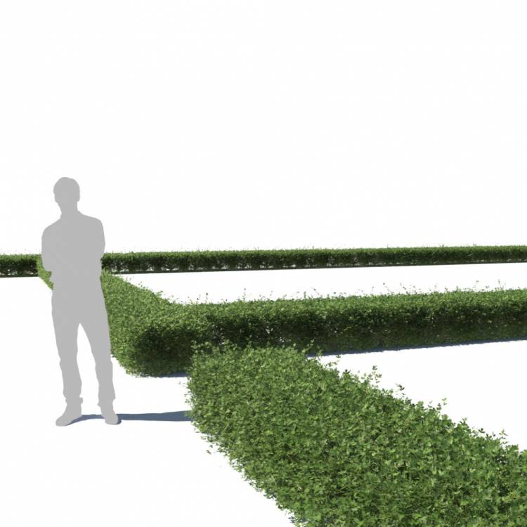 Hedge Maple - 050CM - Forest Pack library for 3ds Max