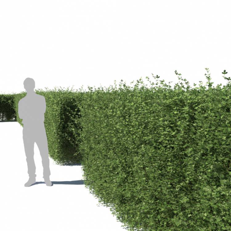 Hedge Maple_ - 150CM - Forest Pack library for 3ds Max