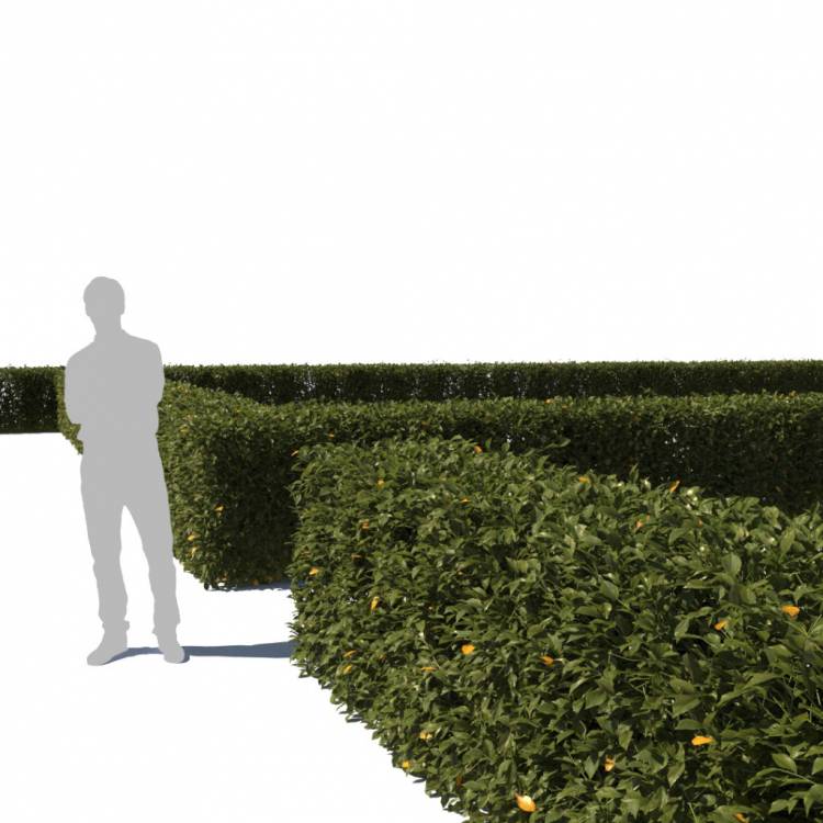 Privet - 100CM - Forest Pack library for 3ds Max