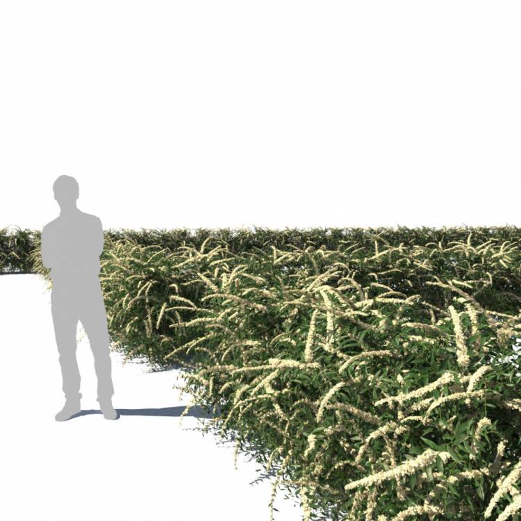 Snowbound - 100CM - Forest Pack library for 3ds Max