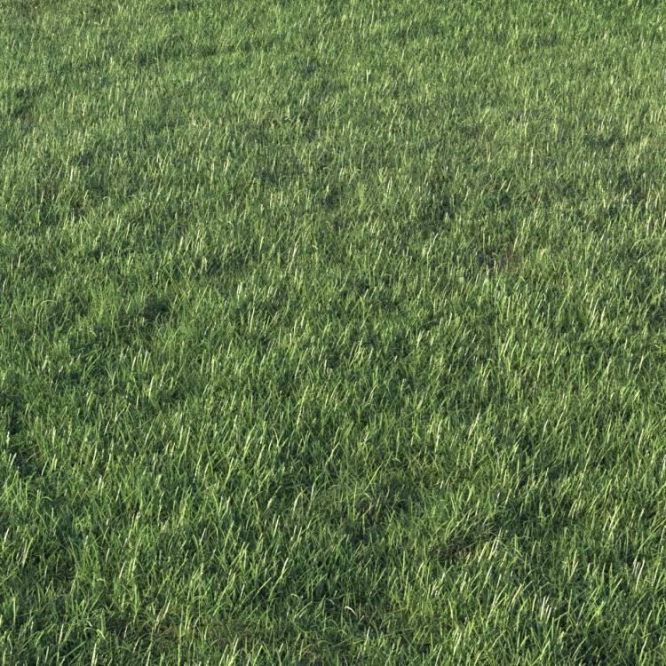 Grass Base Layer 1 - Detail - Forest Pack library for 3ds Max