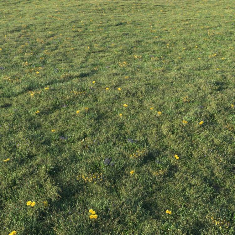 Unkempt Lawn AIO 1 (large) - Forest Pack library for 3ds Max