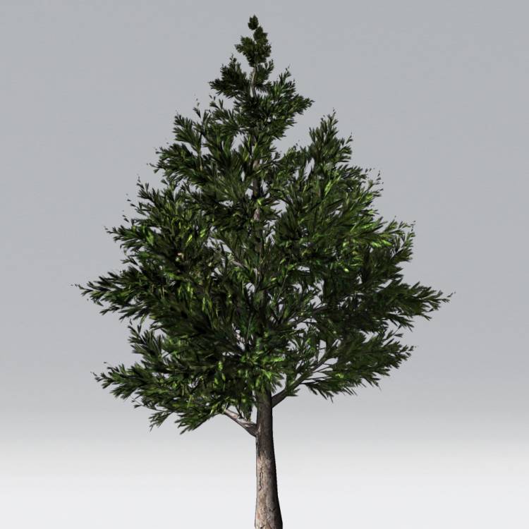 Black Pine - Forest Pack library for 3ds Max