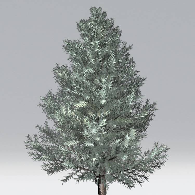 Blue Spruce - Forest Pack library for 3ds Max