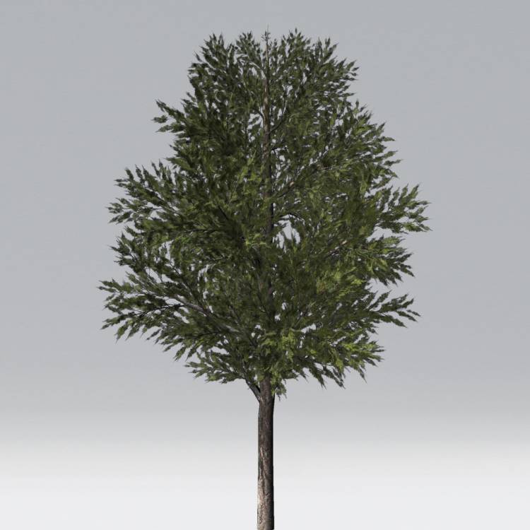 Common Juniper - Forest Pack library for 3ds Max