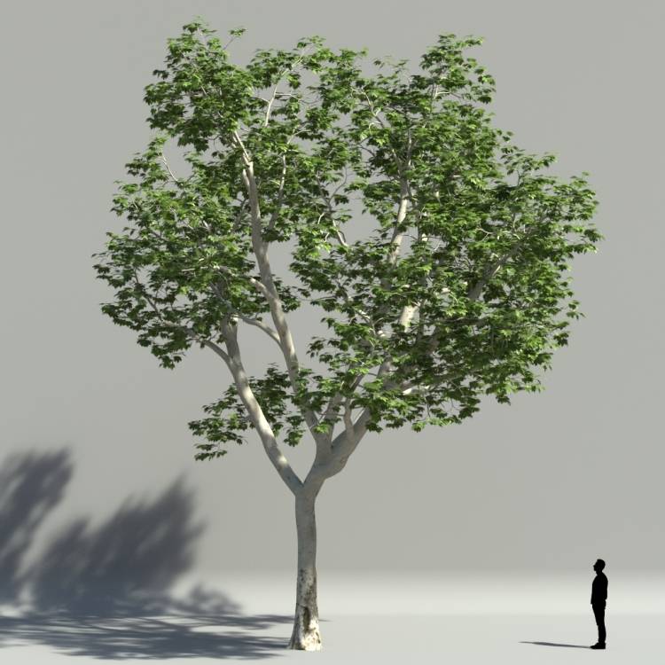 Plane tree summer V2 - The3dGarden Library for 3ds Max