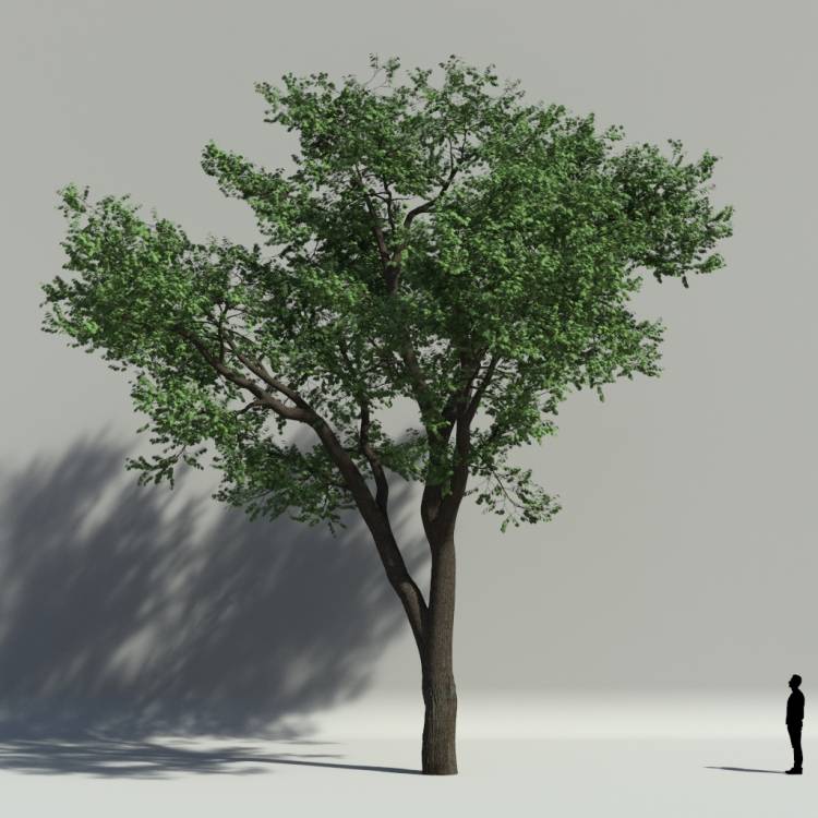 Scotch elm summer V2 - The3dGarden Library for 3ds Max