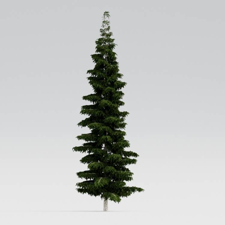 Himalayan Cedar 16M - The3dGarden Library for 3ds Max