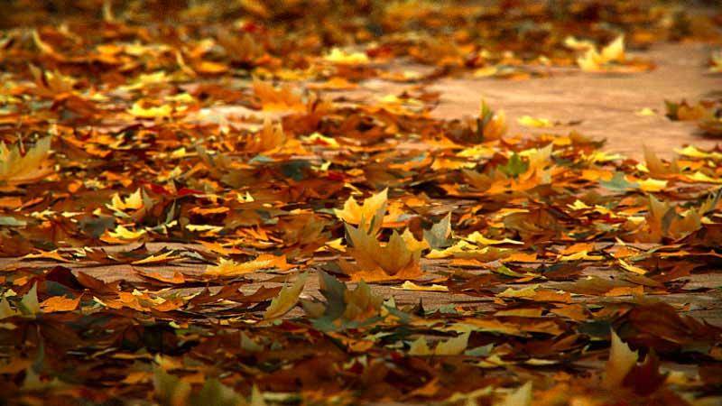 Tutorial - Getting Started with the Forest Color map