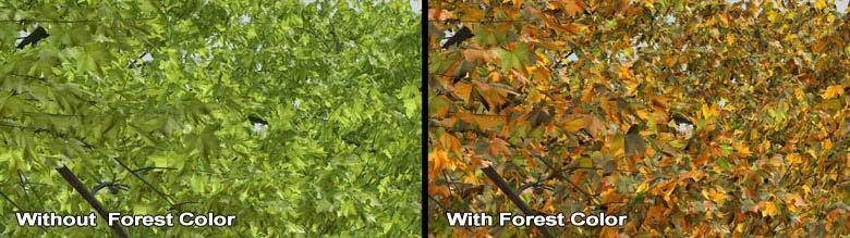 Tutorial - Getting Started with the Forest Color map